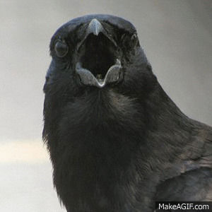 Гифка ворона cuervo гиф картинка, скачать анимированный gif на GIFER
