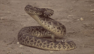 GIF snake - animated GIF on GIFER