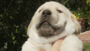 GIF thank you - animated GIF on GIFER