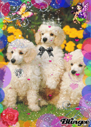 Poodle GIF on GIFER - by Dimi