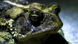 Toad GIF - Find on GIFER