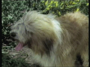 GIF little house on the prairie - animated GIF on GIFER - by Conjuris