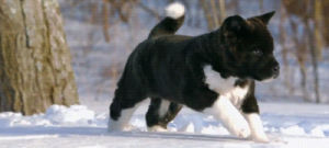 Fitness dog rainbow GIF - Find on GIFER