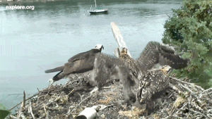 GIF discovery channel - animated GIF on GIFER