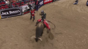 Pbr bull riding GIF - Find on GIFER