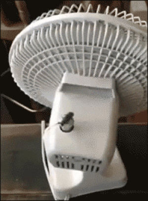 Fan of the week GIF - Find on GIFER