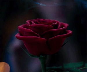 Red band trailer GIF - Find on GIFER