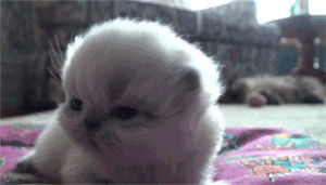 Cats set adorable GIF on GIFER - by Molore