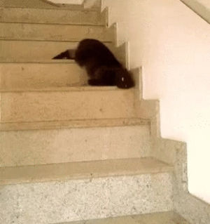 Stairs cat way GIF - Find on GIFER