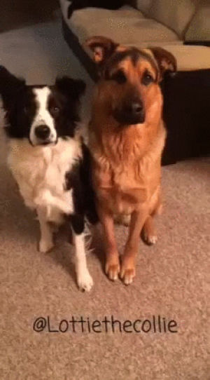 GIF best friend - animated GIF on GIFER