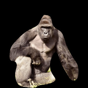 Transparent, Harambe, GIF - Find & Download on GIFER