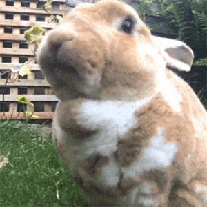 GIF chewing - animated GIF on GIFER