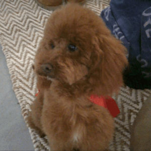 Poodle GIF on GIFER - by Dimi