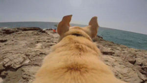 Gopro GIF - Find on GIFER