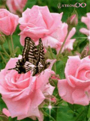 GIF butterfly - animated GIF on GIFER - by Ararr