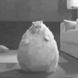 GIF fat cat - animated GIF on GIFER