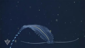 GIF deep sea - animated GIF on GIFER