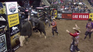 Pbr bull riding GIF - Find on GIFER