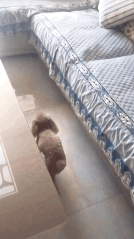 Slow motion dog jump GIF on GIFER - by Nualas