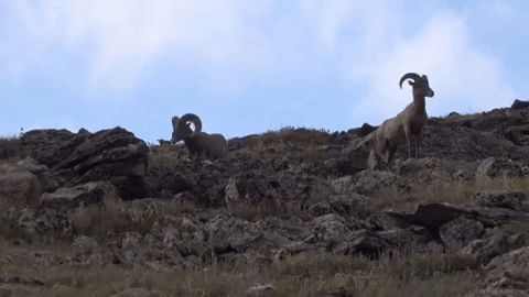 Colorado GIF - Find on GIFER