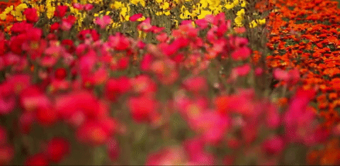 Asoiaf GIF - Find on GIFER