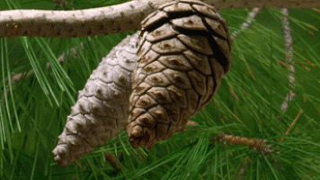 Pinecone lapse GIF on GIFER - by Grador