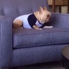 Mood dog reaction GIF on GIFER - by Balladorad