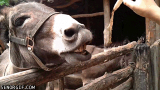 Donkey memes GIF on GIFER - by Zushicage
