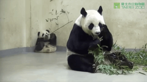 Happy bamboo eat GIF on GIFER - by Yozshubei
