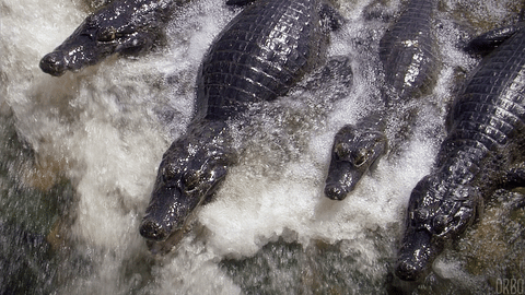 Caiman loop wait GIF on GIFER - by Saithimeena
