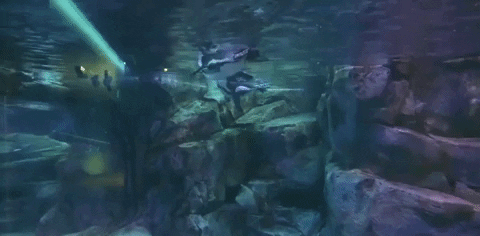 Atlanta georgia GIF - Find on GIFER