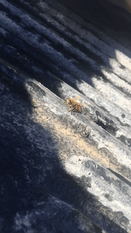 Crazy cleaning animals GIF on GIFER - by Taunris