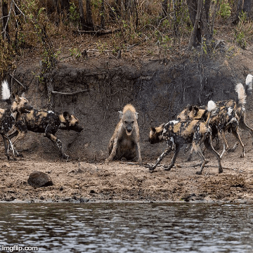 Dogs pack hyena GIF - Find on GIFER