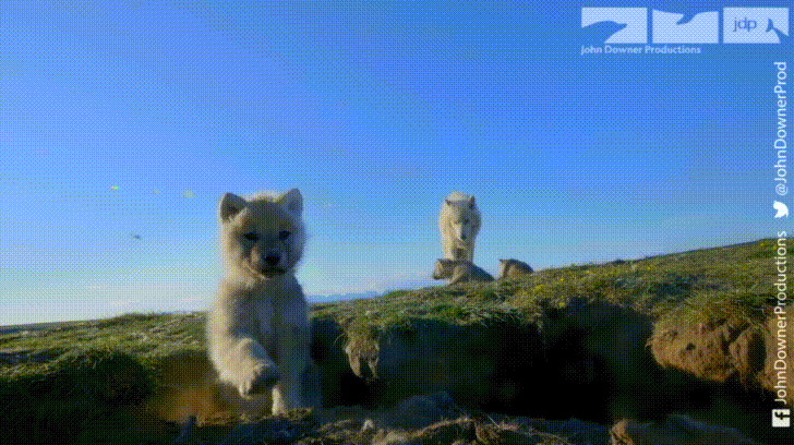 Doggo jump tries GIF - Find on GIFER