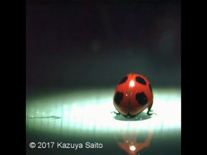 GIF animals bug wildlife - animated GIF on GIFER - by Maukree