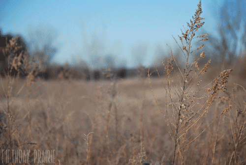 Landscape field illinois GIF on GIFER - by Doulkis