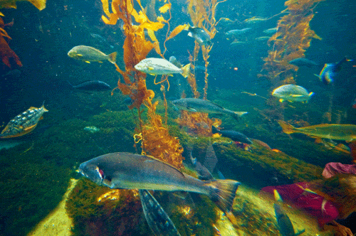 Coral reef aquarium GIF on GIFER - by Dulkis