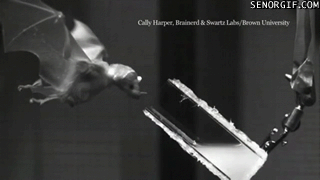 Motion flying bat GIF on GIFER - by Aralbine