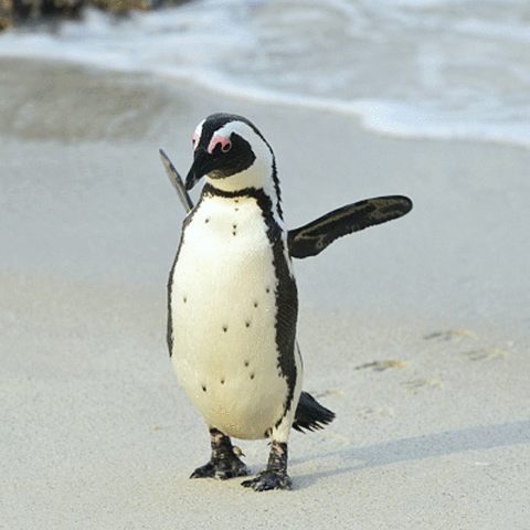 Animated Dancing Penguin Gif