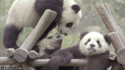 Cute panda funny panda GIF on GIFER - by Kelegrinn