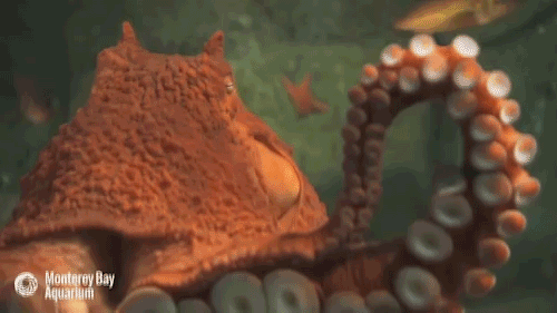 Giant pacific octopus gpo tentacles GIF en GIFER - de Redbinder