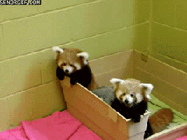 Red panda GIF on GIFER - by Nualas