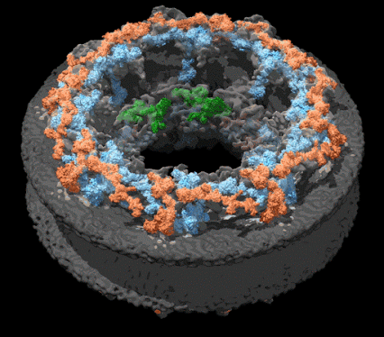 Biology GIF on GIFER - by Gozuru