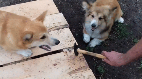 Ingeniero nuclear políglota arregla sistema del registro civil a ...