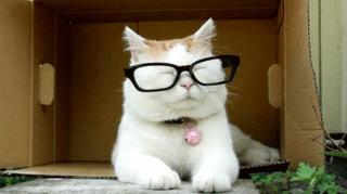GIF internet cats favorite - animated GIF on GIFER - by Felhatus