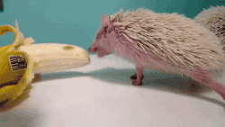 Boo the princess bride thumbs down GIF on GIFER - by Manari