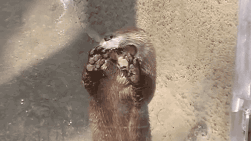 Animals otter GIF on GIFER - by Darkfist