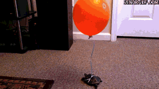 GIF turtle balloon turtles - animated GIF on GIFER - by Doomseeker