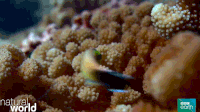 Reef GIFs - Get the best gif on GIFER