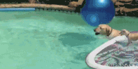Swimming GIFs - Get the best gif on GIFER